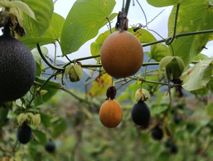 DRAJ ENTREGA ABONOS FOLIARES PARA RECUPERAR CULTIVOS AFECTADOS POR ...